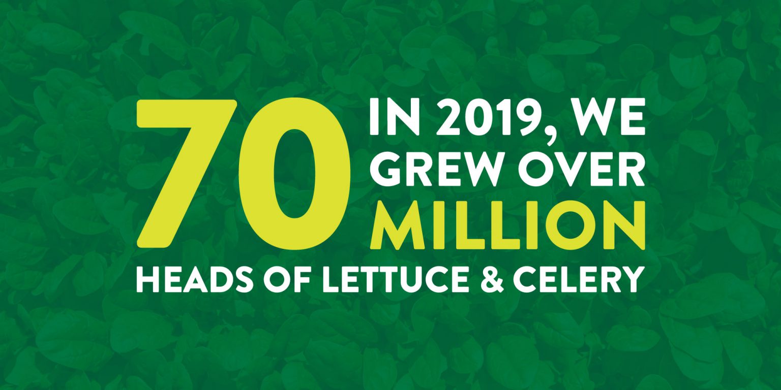 We Are A Leading UK Salad Grower | PDM Produce