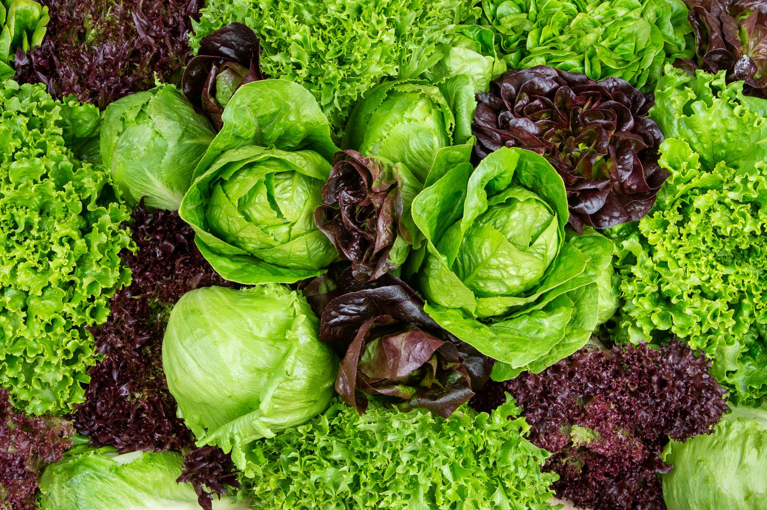 Growers Of Delicious Whole Head & Prepared Salads | Our Produce