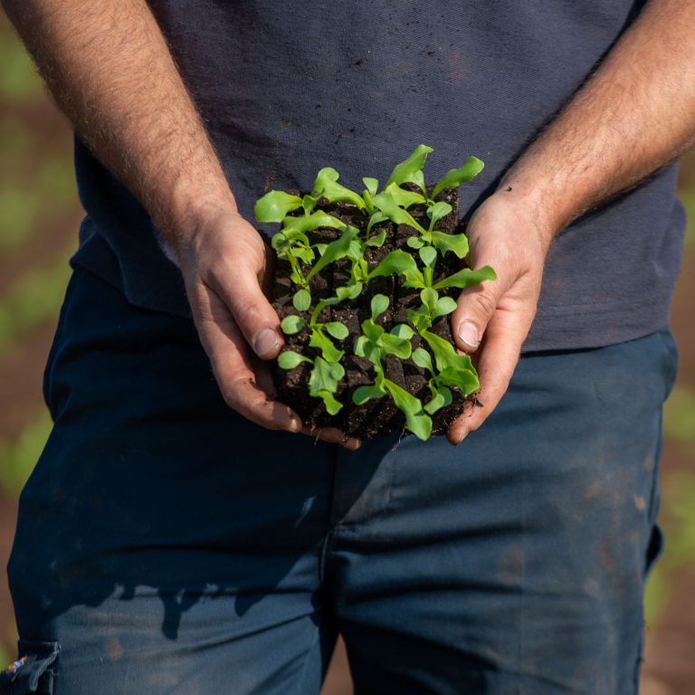 We Are A Leading UK Salad Grower | PDM Produce