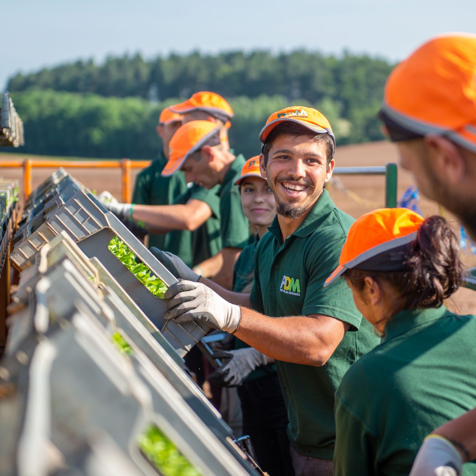 We Are A Leading UK Salad Grower | PDM Produce