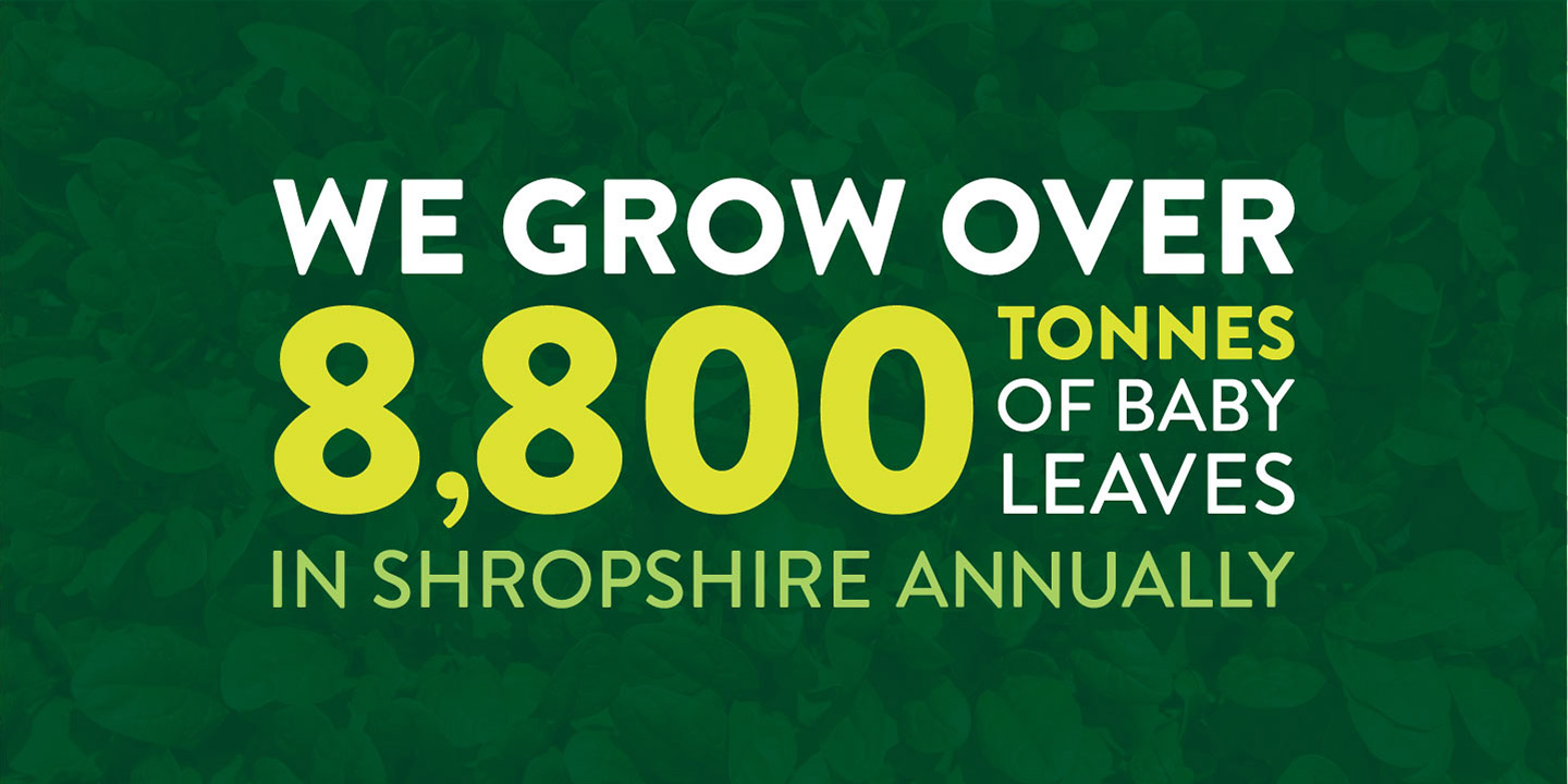 We Are A Leading UK Salad Grower | PDM Produce