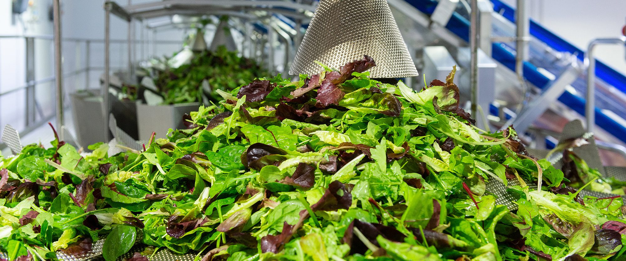 Growing Nutritious & Healthy Salads Since 1991 | Our Story