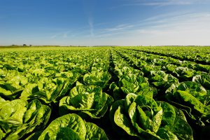 Recruitment - PDM Produce